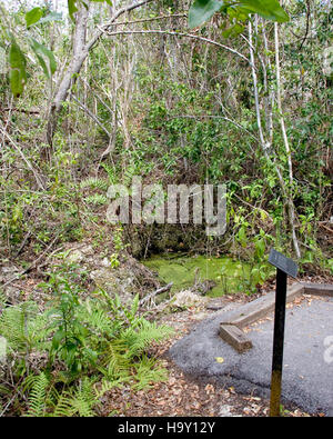 Gumbo Limbo Trail in Everglades National Park offers visitors an ...