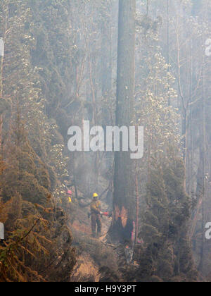 California Fire Recovery: Efforts to protect and regenerate Giant ...