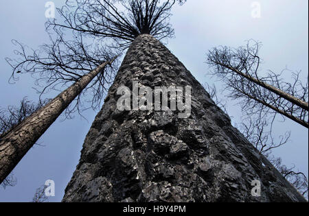 This image captures the aftermath of the Rim Fire, one of the largest ...