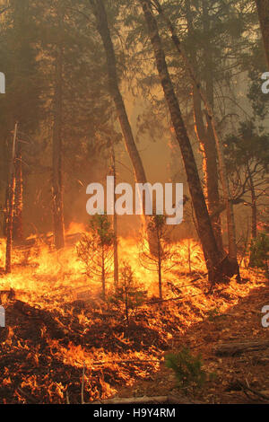 The Rim Fire, which occurred in California, was one of the largest ...