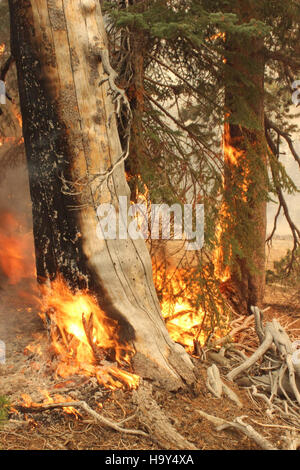 The Rim Fire was a significant forest fire in California in 2013 ...