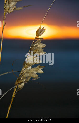 Sand Dune in Cape Hatteras National Seashore, on Hatteras Island, North ...