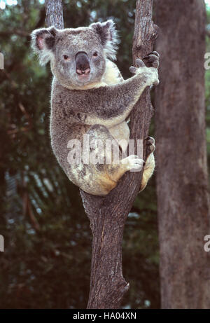 Koala, Phascolarctos cinereus, Australia native animal in captivity ...
