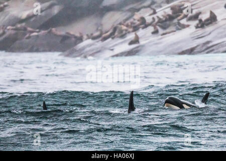 Scenic view of Chugach Mountains and Orca Inlet from Little Egg Island ...