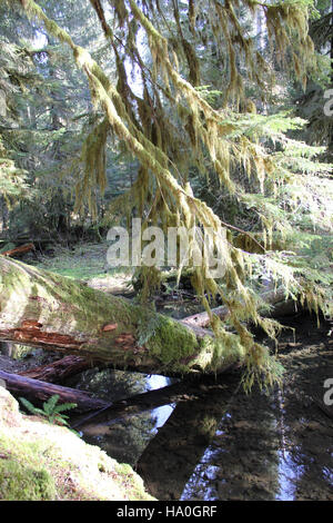 creek log hanging branches sol duc forest d archuleta march Stock Photo ...