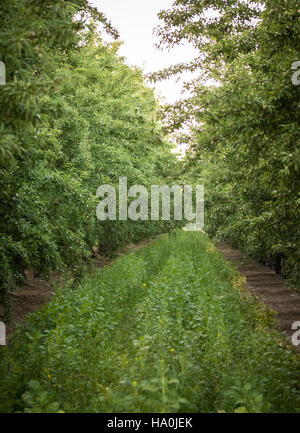 A conservation plan implemented at Mota Ranch in California. The plan ...
