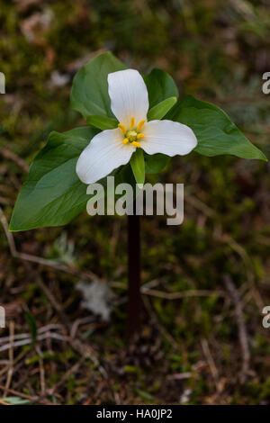 Trillium, a flowering plant found in Glacier National Park, is ...