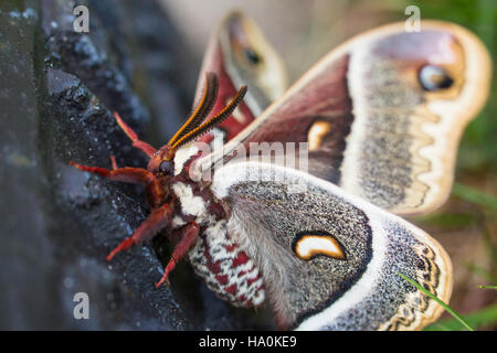 Cecropia moth, Mammoth Hot Springs Stock Photo - Alamy