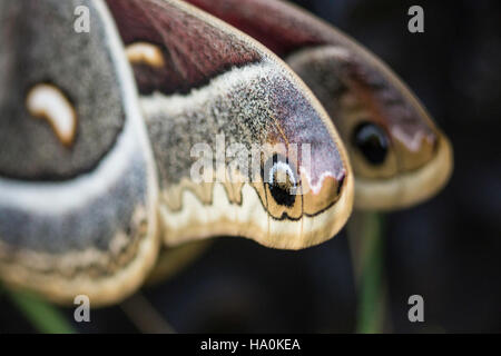 Cecropia moth, Mammoth Hot Springs Stock Photo - Alamy