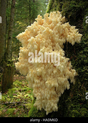 Bear's Head Tooth (Hericium americanum) Fungus Stock Photo - Alamy