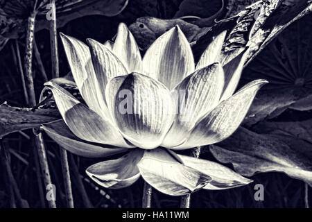 Single Lotus flower graphism Stock Photo - Alamy