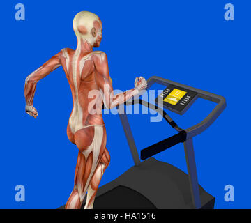 The musculoskeletal system Stock Photo - Alamy