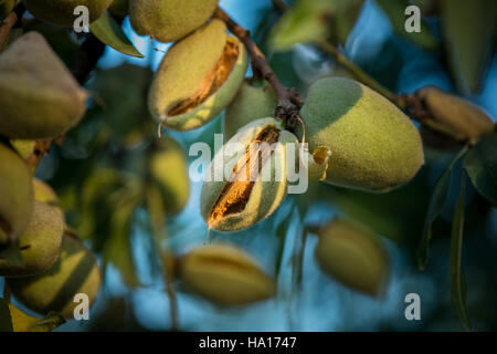 This image illustrates a conservation plan for Mota Ranch, focusing on ...