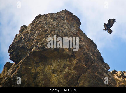 The Golden Eagle, a symbol of Denali National Park, is known for its ...
