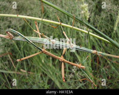 Mesquite Walking Stick Stock Photo - Alamy