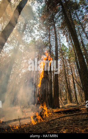 The USDA Forest Service responded to forest fires near Stewart Creek ...