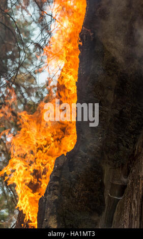 This image depicts a wildfire in the Kern County area of California ...