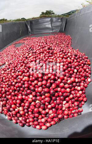 Cranberry harvest season at the D.C. Ocean Spray Plant, where ...