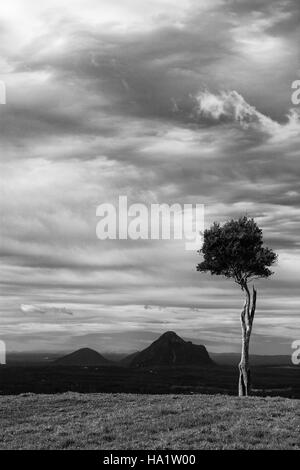 One Tree Hill Maleny Glasshouse Mountains Queensland Lone Tree Stock ...