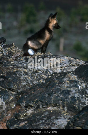 A Red Fox is observed at Craters of the Moon National Park, a region ...
