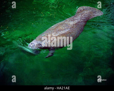 This image features a manatee in the Everglades National Park. The ...