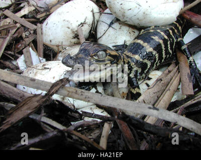 Newly Hatched Baby Alligators Stock Photo - Alamy
