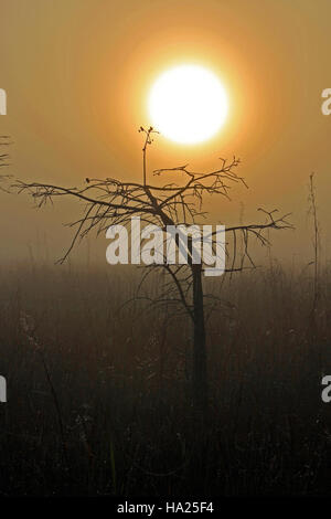Tall cypress trees standing in swamp water with clear reflections and ...