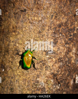 Australian green scarab beetle Stock Photo - Alamy