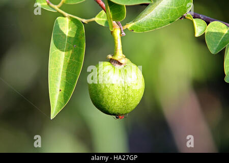 Pond Apple (Annona glabra Stock Photo - Alamy
