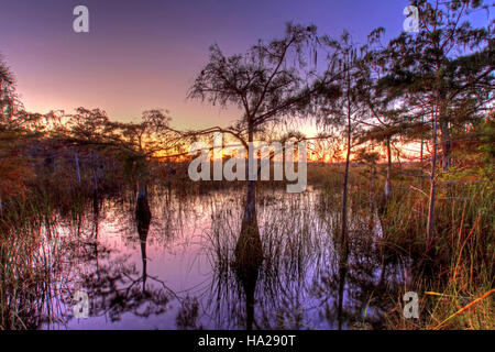 A stunning sunset over the cypress trees in Everglades National Park ...