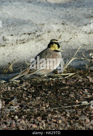 Horned lark, Badlands National Park, South Dakota Stock Photo - Alamy
