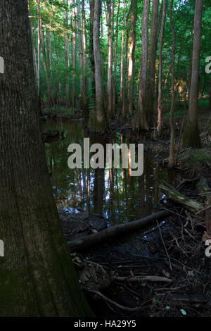 Congaree National Park showcases the vast biodiversity and ecosystem of ...