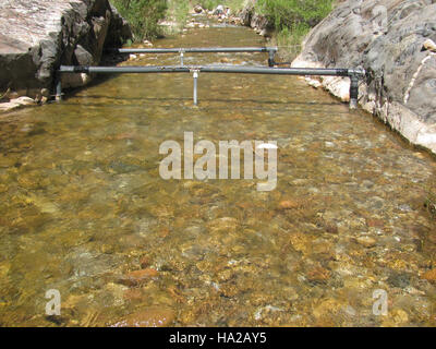 This image depicts the translocation of the endangered Humpback Chub ...
