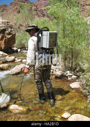 The translocation of Humpback Chub fish to Shinumo Creek in the Grand ...