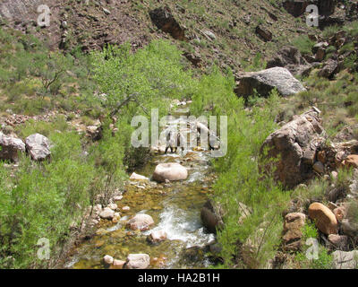 This image documents the translocation of the Humpback Chub in Shinumo ...