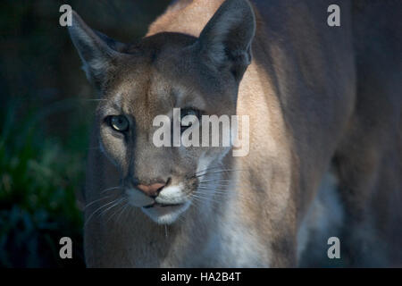 The Florida Panther, an endangered species, is photographed in its ...