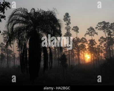 A photograph of a sunrise over the Everglades National Park, capturing ...