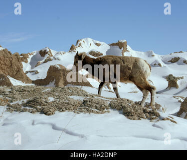 Bighorn sheep seen here at Badlands National Park, South Dakota during ...