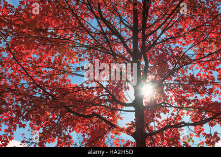 Autumnal ornament, red leaves of branch on green background Stock Photo ...