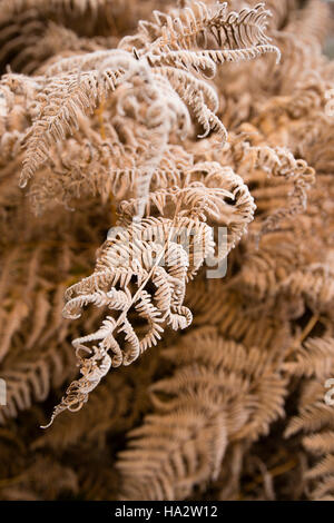Winter bracken close up photo Stock Photo - Alamy