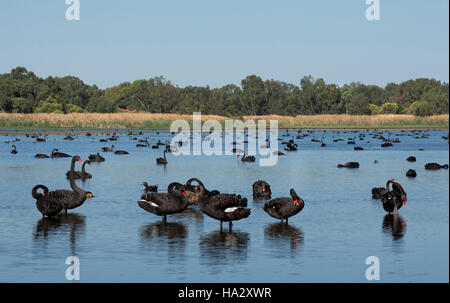Perth and a black swan on a lake in Western Australia Stock Photo - Alamy