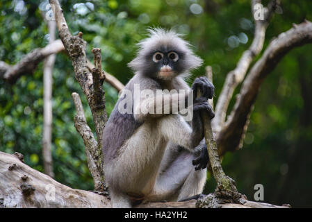 Dusky Leaf Monkeys or Spectacled Langurs (Trachypithecus obscurus ...