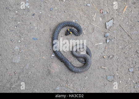 The dead snake. The dead, crushed by the machine Grass snake. Non ...