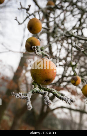 Autumn yellow apple on leafless tree with blue sky background Stock ...
