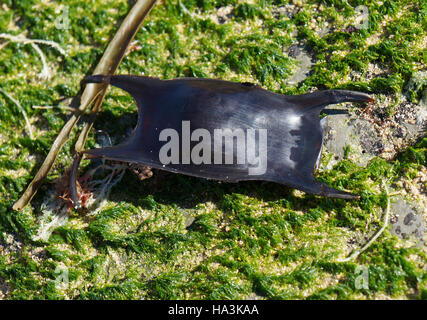 Undulate Ray (Raja undulata). Egg case washed ashore. Germany Stock ...