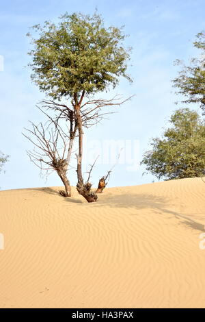 Trees on desert around Dubai with dunes, United Arab Emirates Stock ...