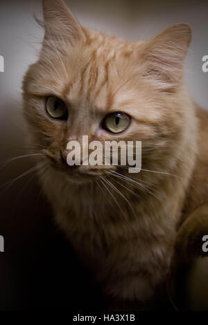 big eyed red cat Stock Photo - Alamy