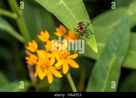 Lygaeidae are a family in the Hemiptera,Milkweed bugs Stock Photo - Alamy