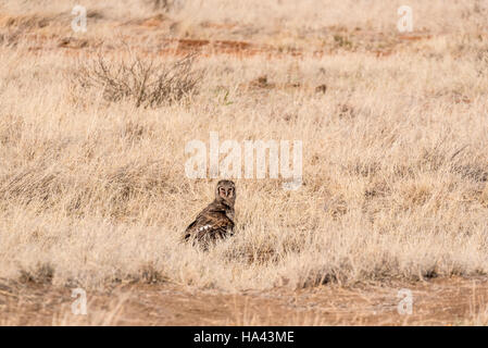 Verreaux eagle owl is sitting on the branch. Giant eagle owl is ...