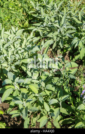 Sage - Berggarten,Salvia officinalis,Garden of Innovations at the ...